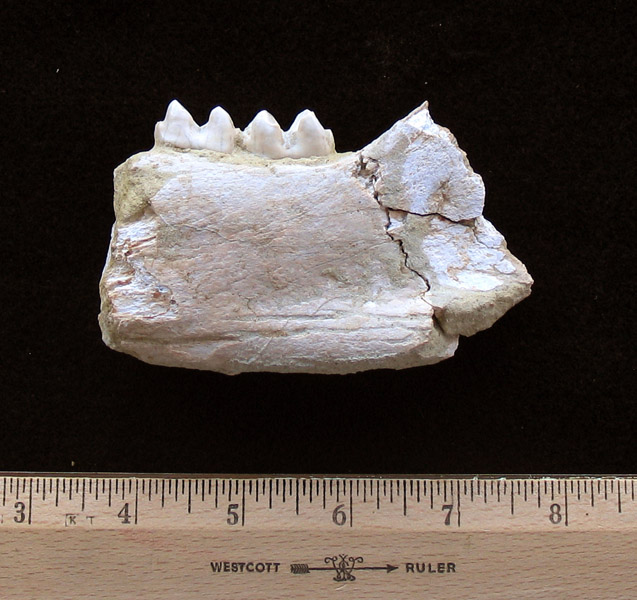 06 Miotapirus sp. - Member Collections - The Fossil Forum