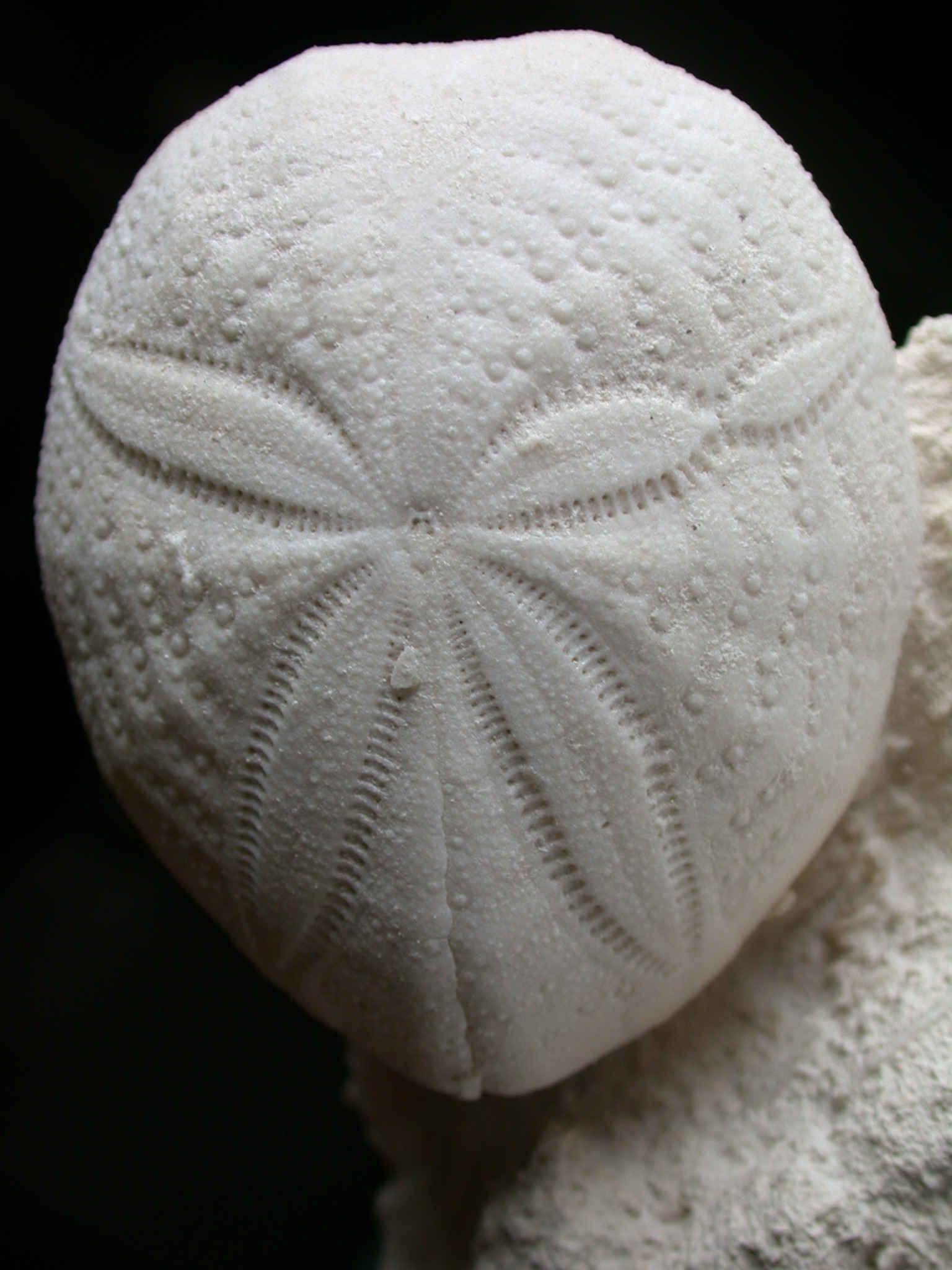 Patologies In Echinoids... - Page 2 - Member Collections - The Fossil Forum