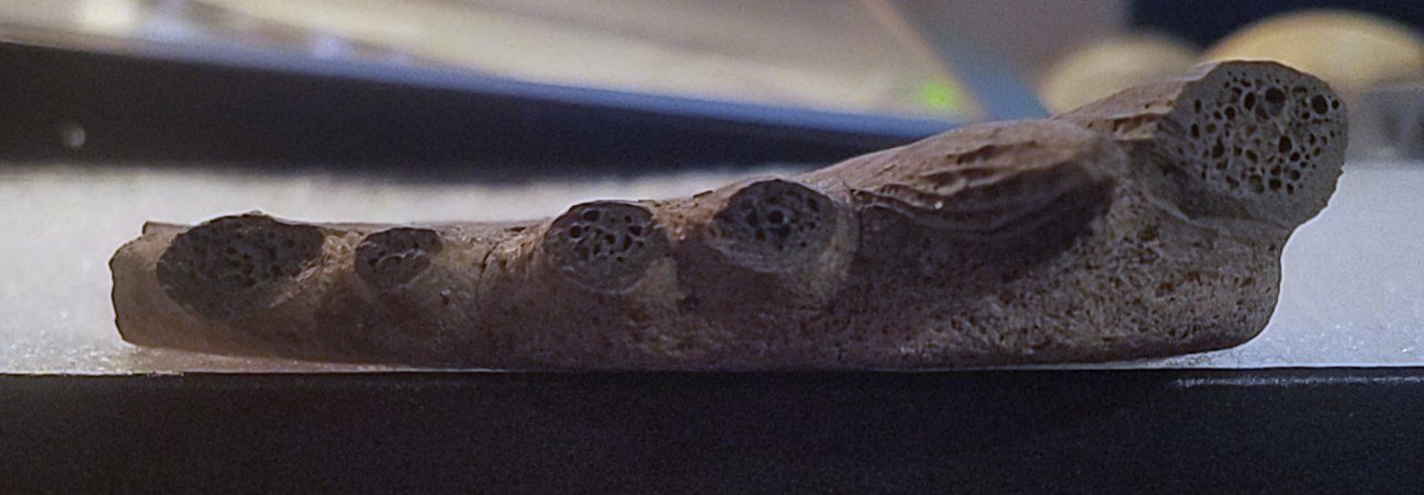 Turtle Plastron - Amphibians & Reptiles - The Fossil Forum