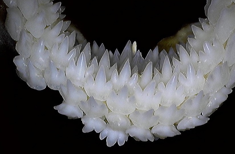 Zebra Shark Teeth Shark Anatomy