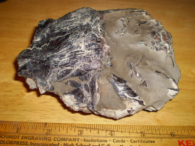 Fish Id - Fossil ID - The Fossil Forum